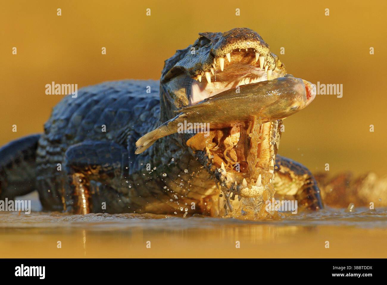 Crocodile catch fish in river water, evening light. Yacare Caiman ...