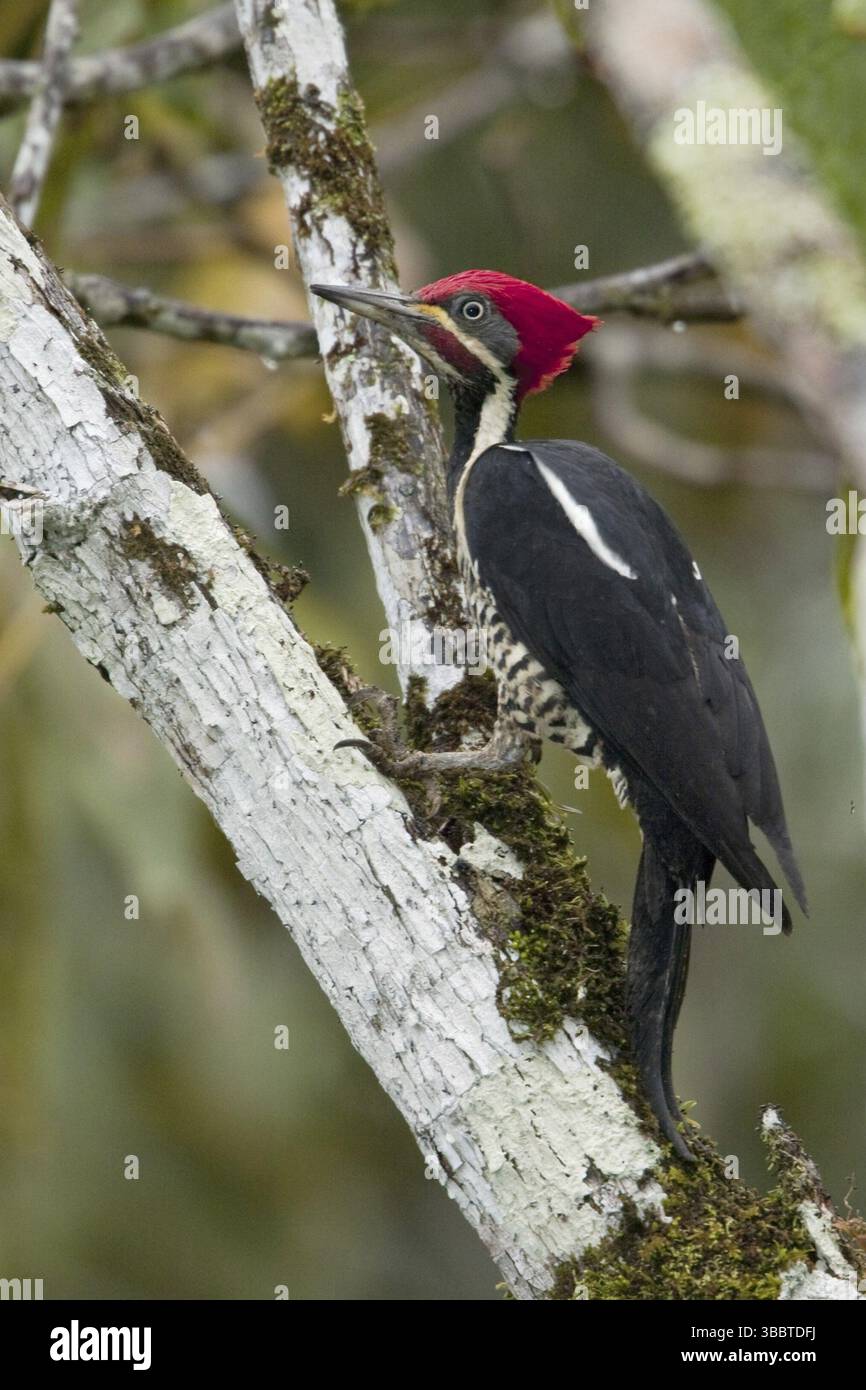 Lineated Woodpecker (Dryocopus lineatus) male, Ecuador, South America ...