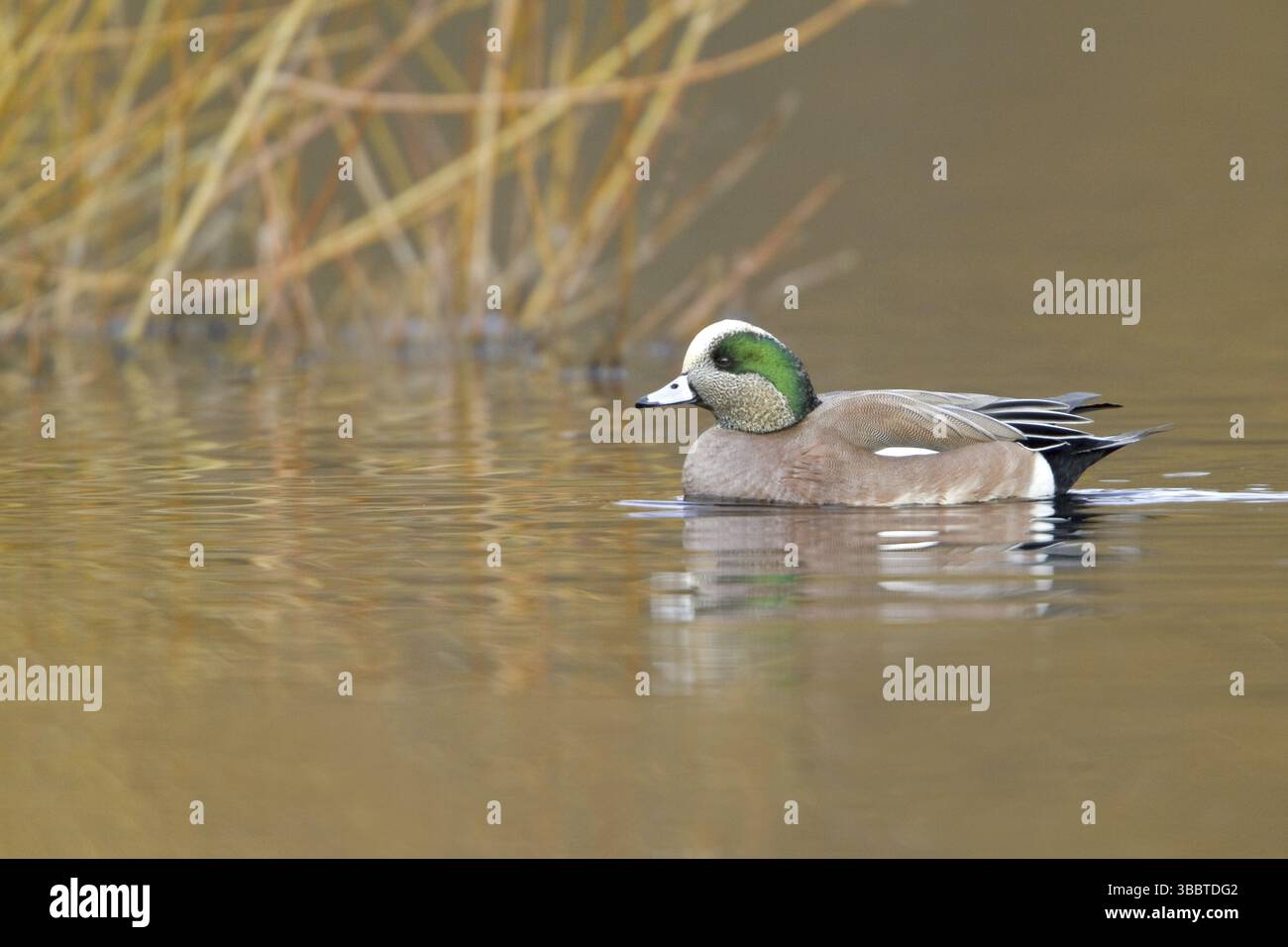American Wigeon (Mareca americana) male, British Columbia, Canada ...