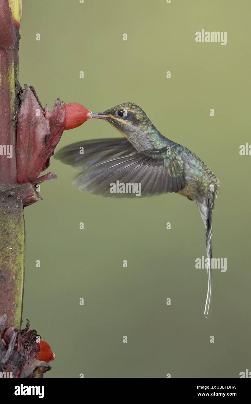 Green Hermit (Phaethornis guy), Ecuador, South America Stock Photo - Alamy