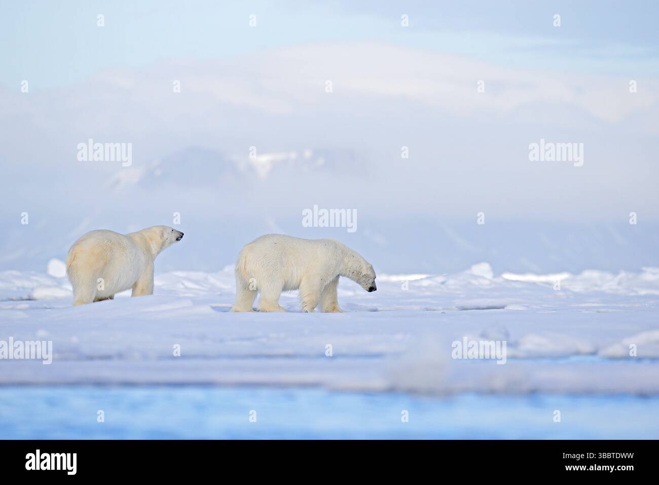 Polar bear on drift ice edge with snow and water in Svalbard sea. White ...