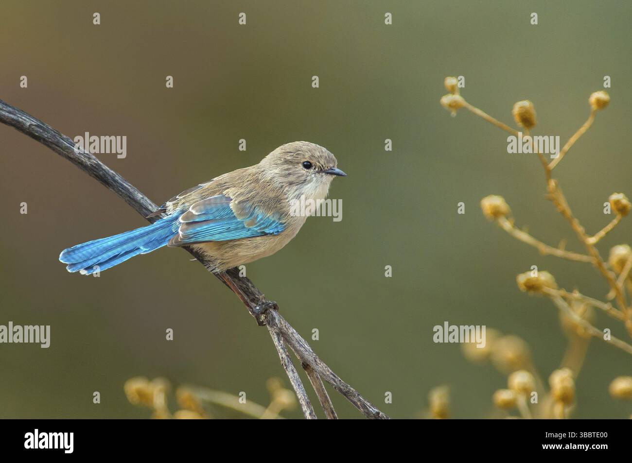 Splendid Fairywren (Malurus splendens) female, Northern Territory ...