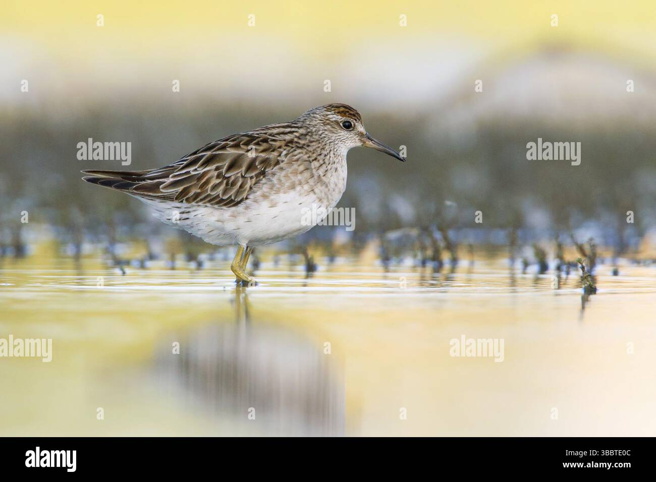 Sharp-tailed Sandpiper (Calidris acuminata), Victoria, Australia ...