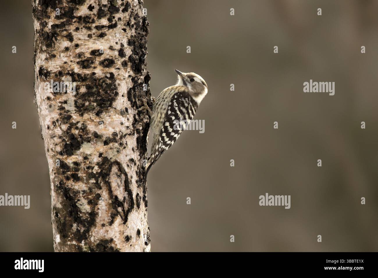 Japanese Pygmy Woodpecker (Yungipicus kizuki) female, Nagano, Japan ...