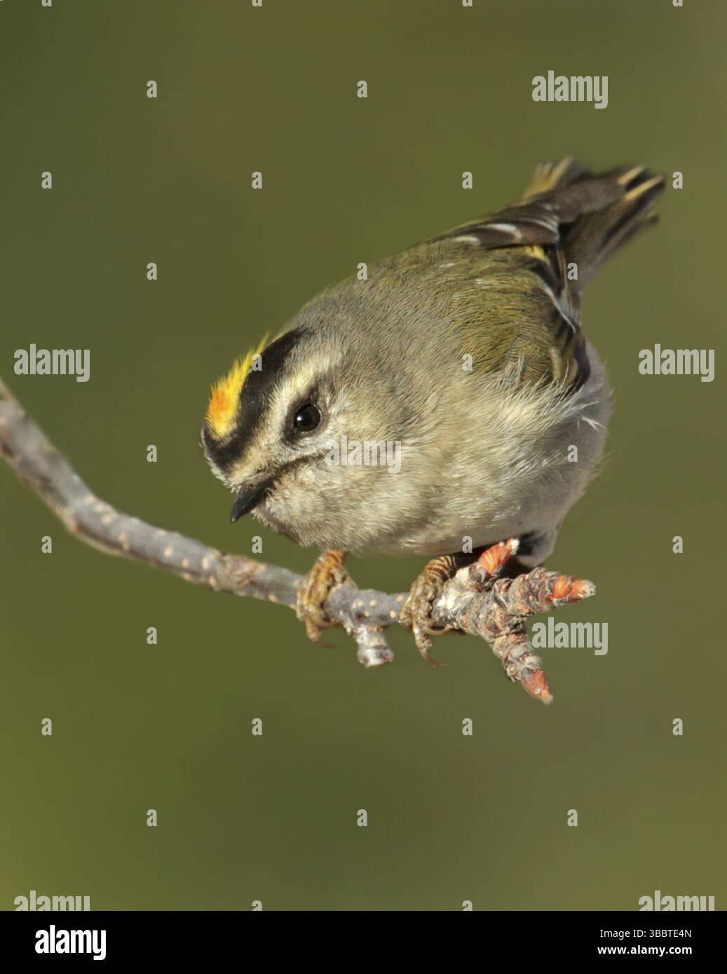 Golden-crowned Kinglet (Regulus satrapa), Saskatchewan, Canada, North ...