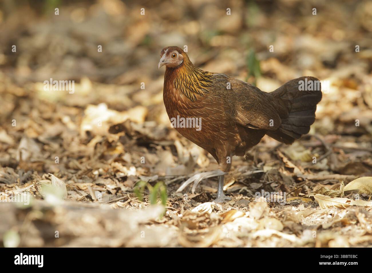 Red Junglefowl (Gallus gallus) female, Thailand, Asia Stock Photo - Alamy
