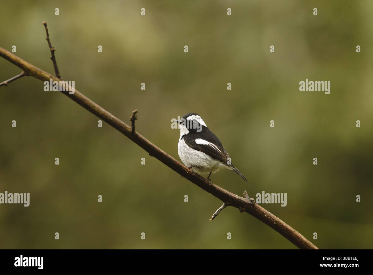 Little Pied Flycatcher (Ficedula westermanni) male, Fraser's Hill ...