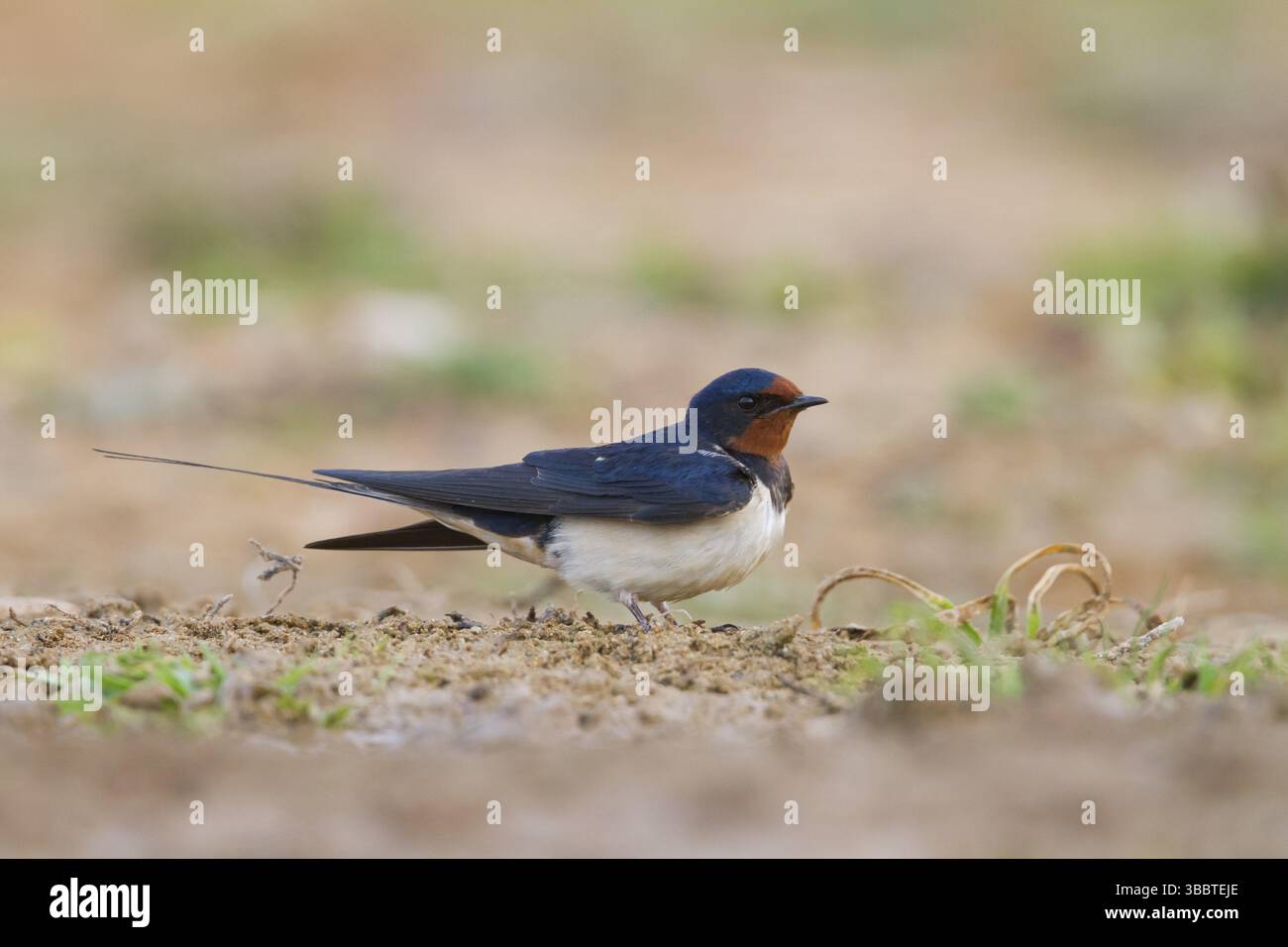 Barn Swallow - Rauchschwalbe - Hirundo rustica ssp. rustica, Morocco ...