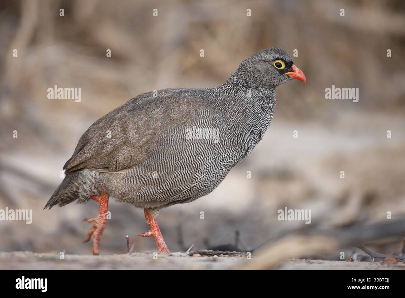 Red-billed Spurfowl (Pternistis adspersus), Namibia, Africa Stock Photo ...