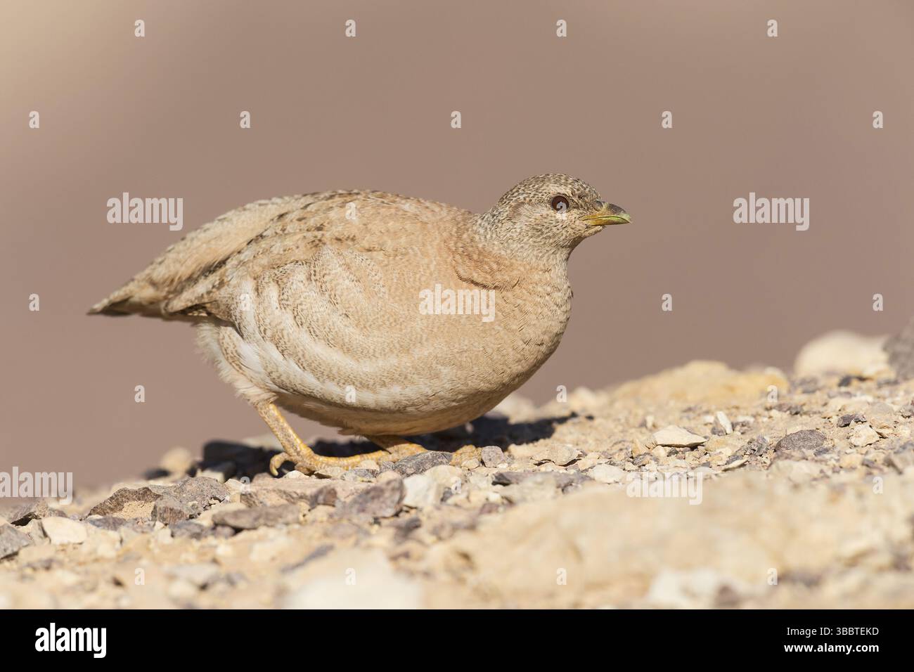 Sand Partridge (Ammoperdix heyi) female on ground, Eilat, Israel, Asia ...
