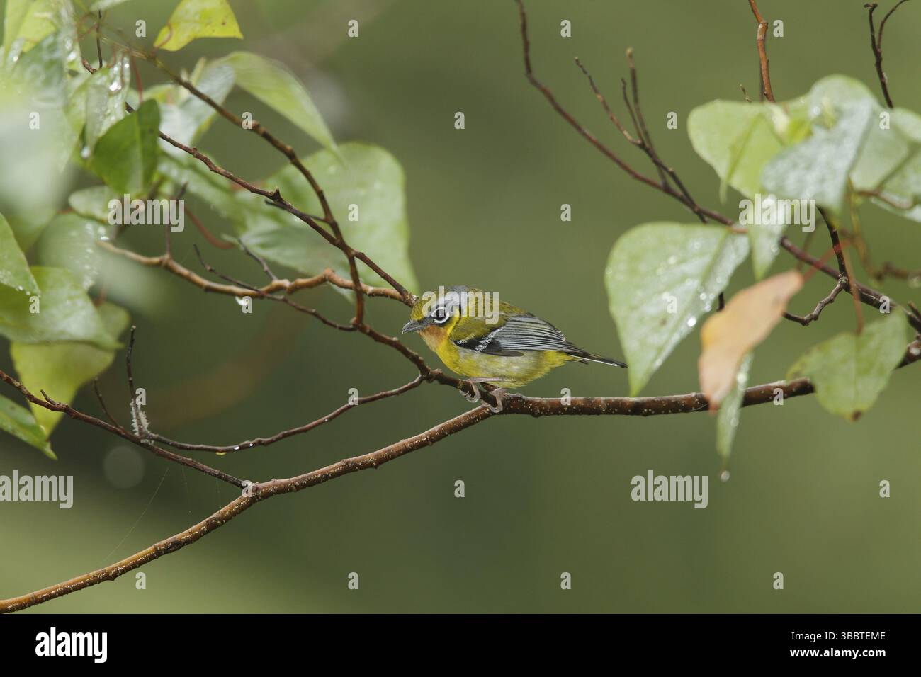 Black-eared Shrike-babbler (Pteruthius melanotis), Fraser's Hill ...