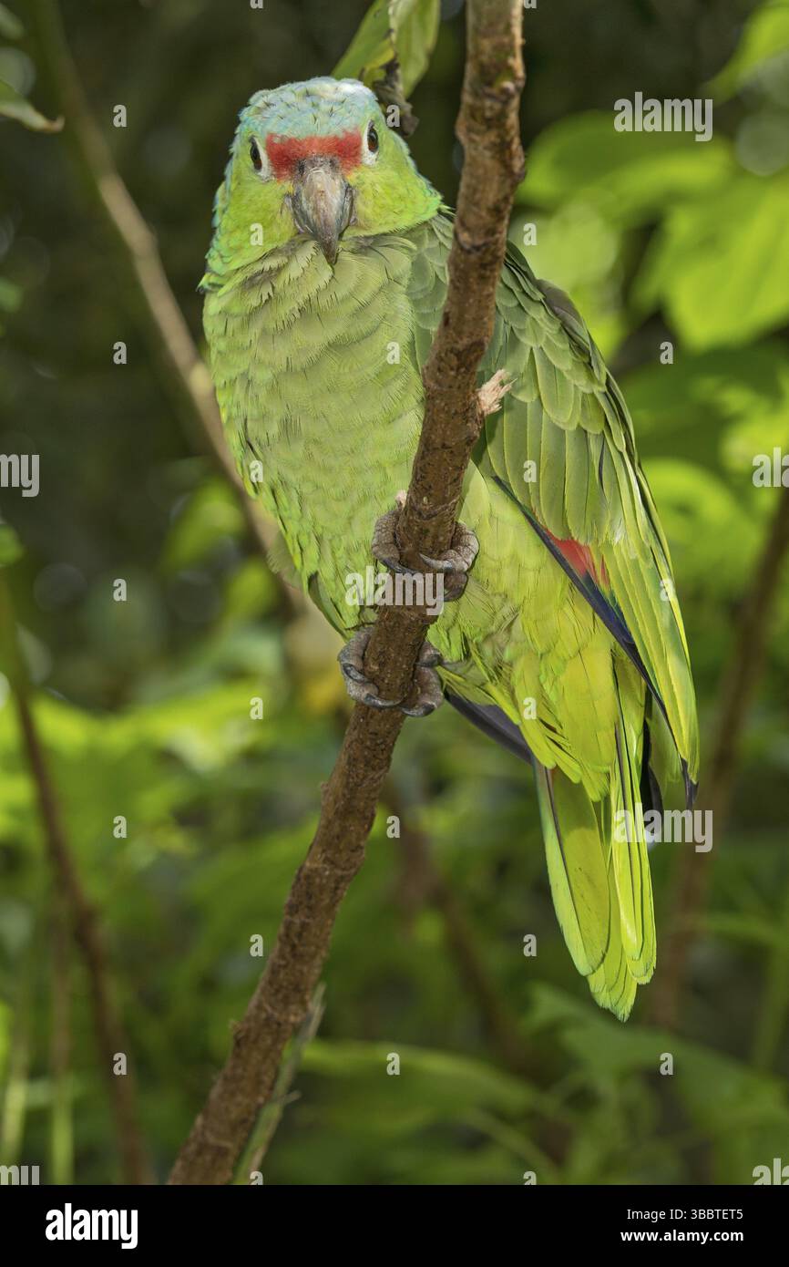 Red-lored Amazon (Amazona autumnalis), Costa Rica, Central America ...