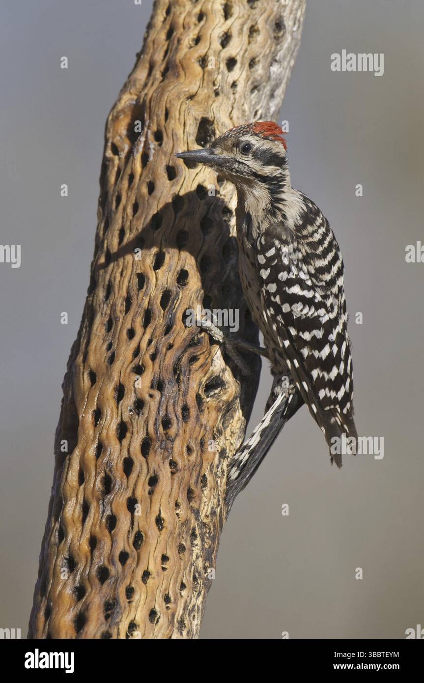 Ladder-backed Woodpecker (Dryobates scalaris), Arizona, USA, North ...