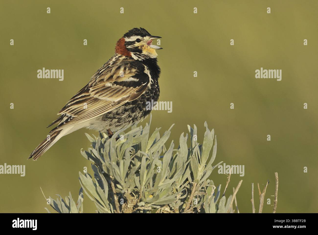 Chestnut-collared Longspur (Calcarius ornatus), Canada, North America ...