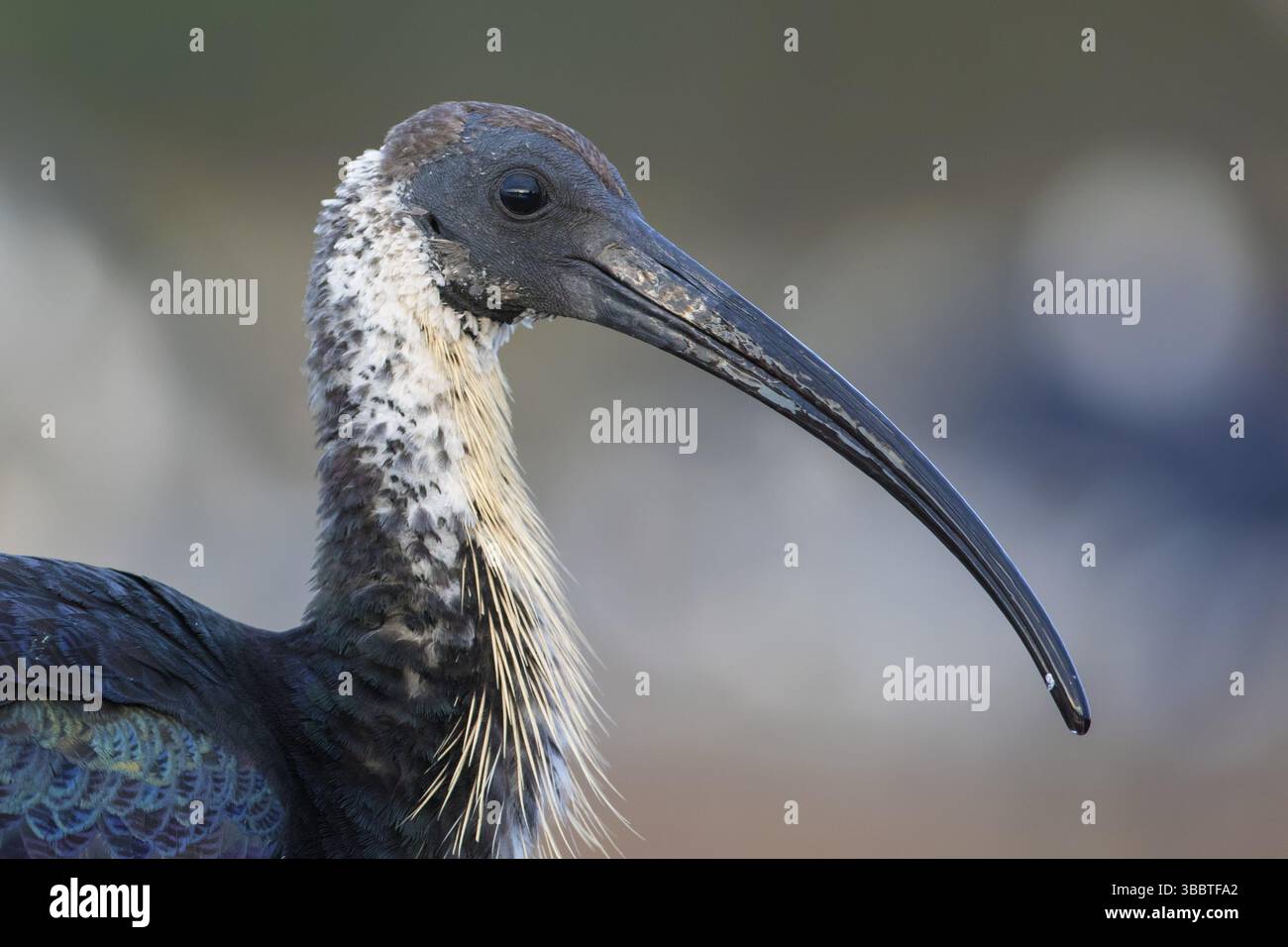 Straw-necked Ibis (Threskiornis spinicollis), Victoria, Australia ...