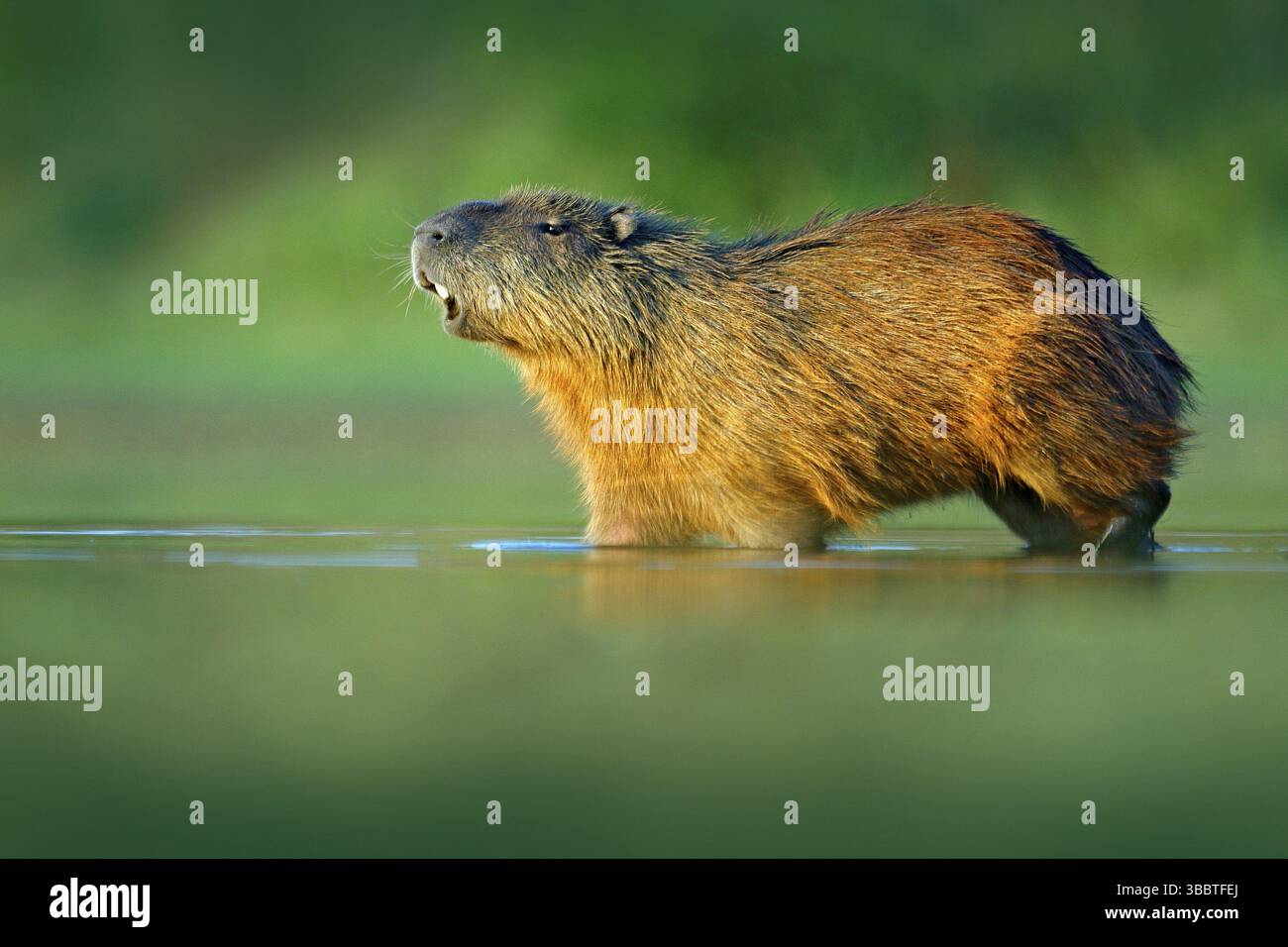 Capybara, Hydrochoerus hydrochaeris, Biggest mouse in water with ...
