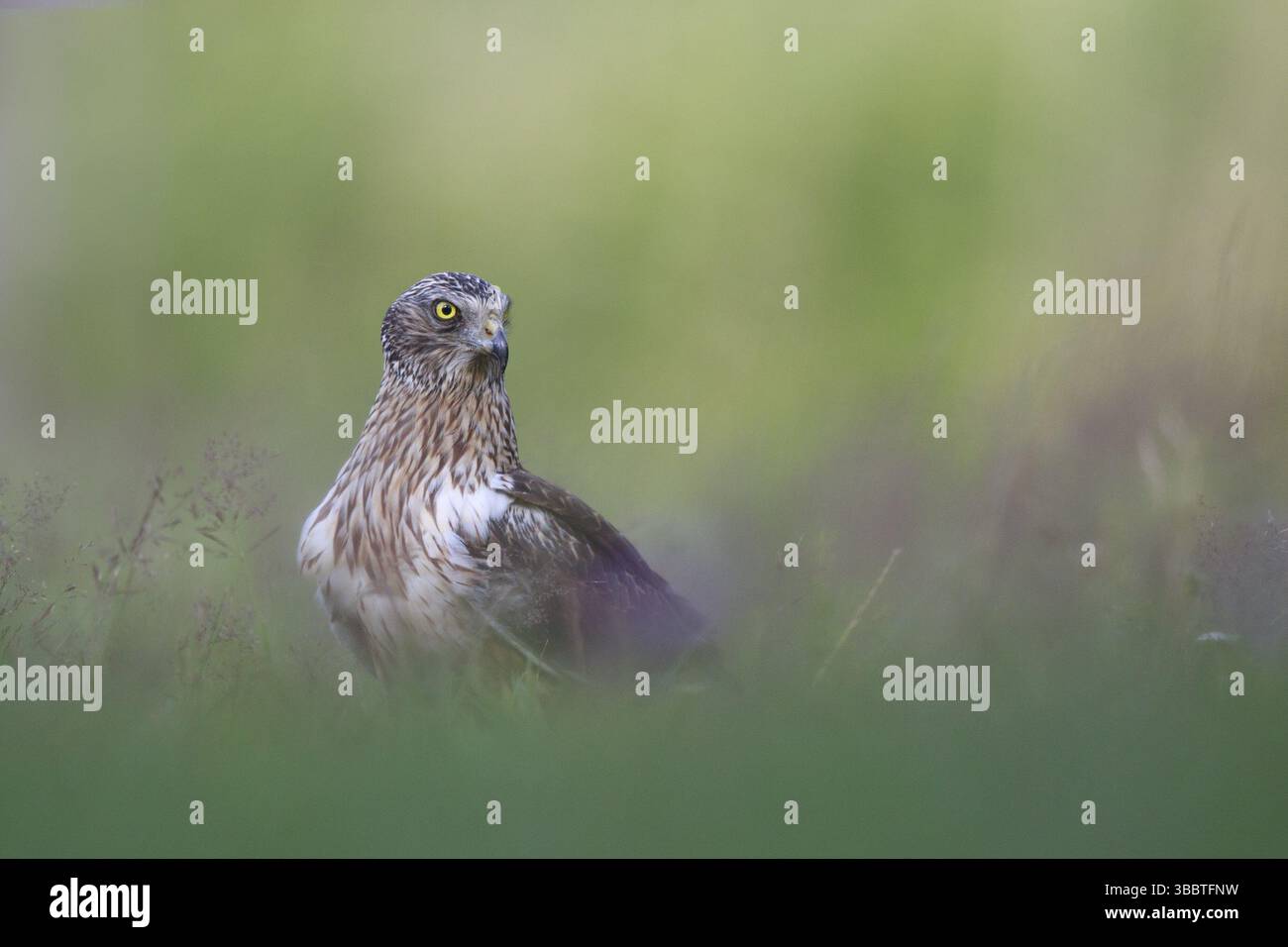 Western Marsh Harrier (Circus aeruginosus) male on grassland, Poland ...