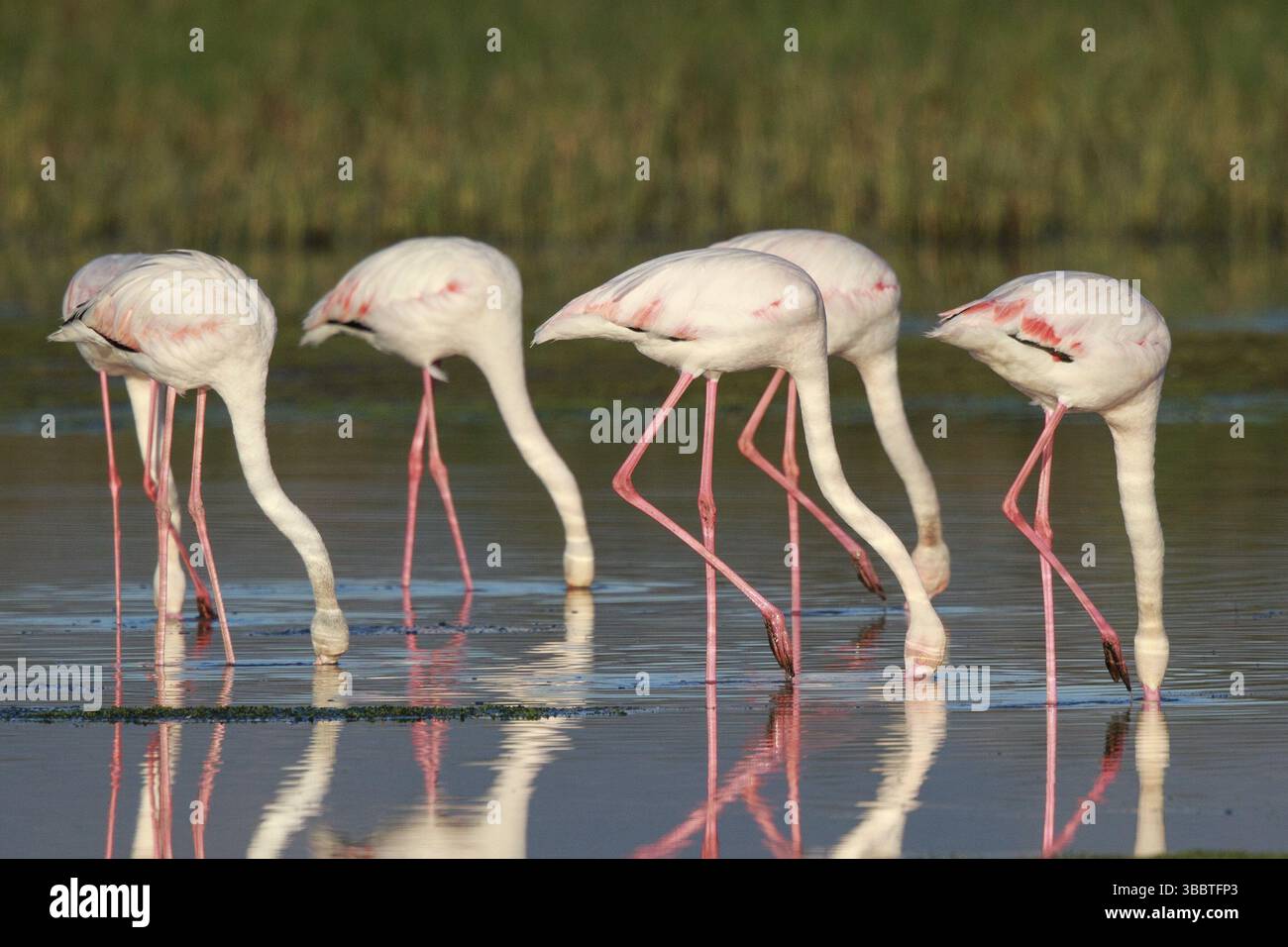 Greater Flamingo (Phoenicopterus roseus) group foraging in shallow ...