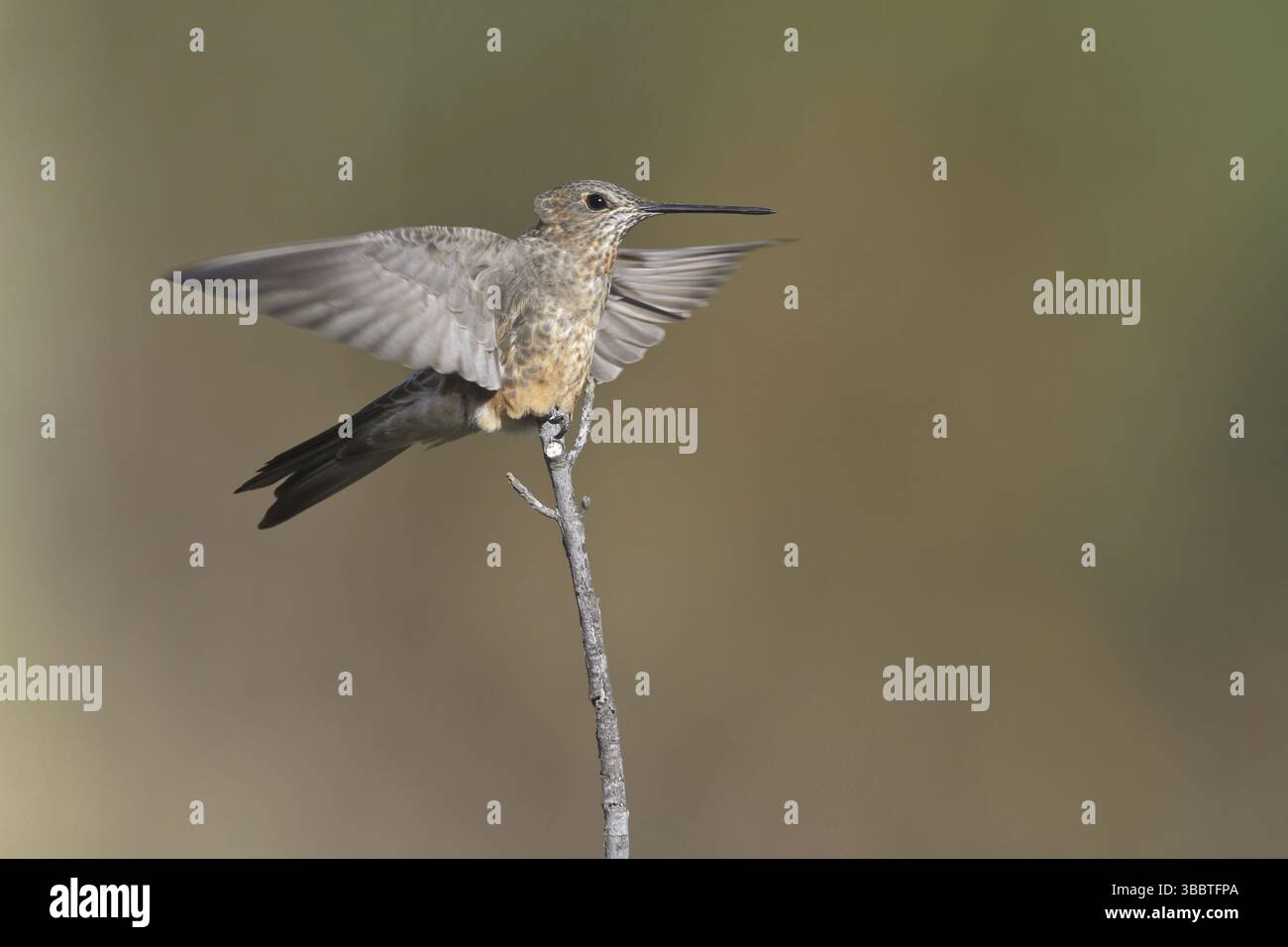 Giant Hummingbird (Patagona gigas), Central Highlands, Peru, South ...