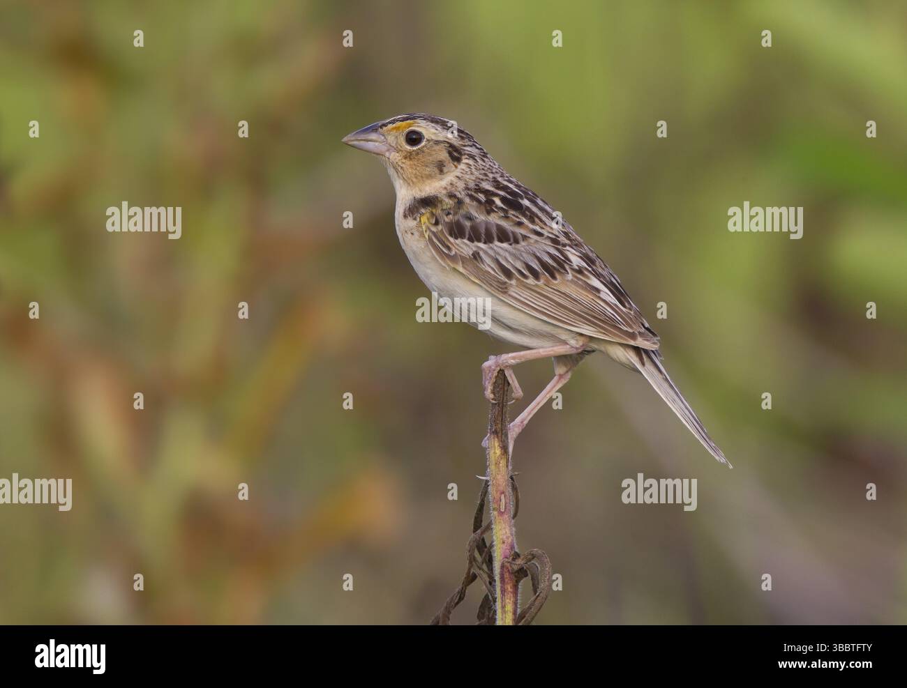 Grasshopper Sparrow (Ammodramus savannarum), Ohio, USA, North America Stock Photo - Alamy