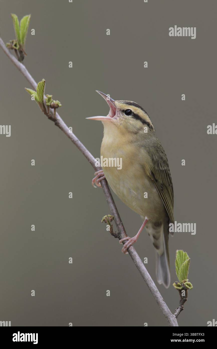 Worm-eating Warbler (Helmitheros vermivorum) singing, West Virginia, USA, North America Stock ...