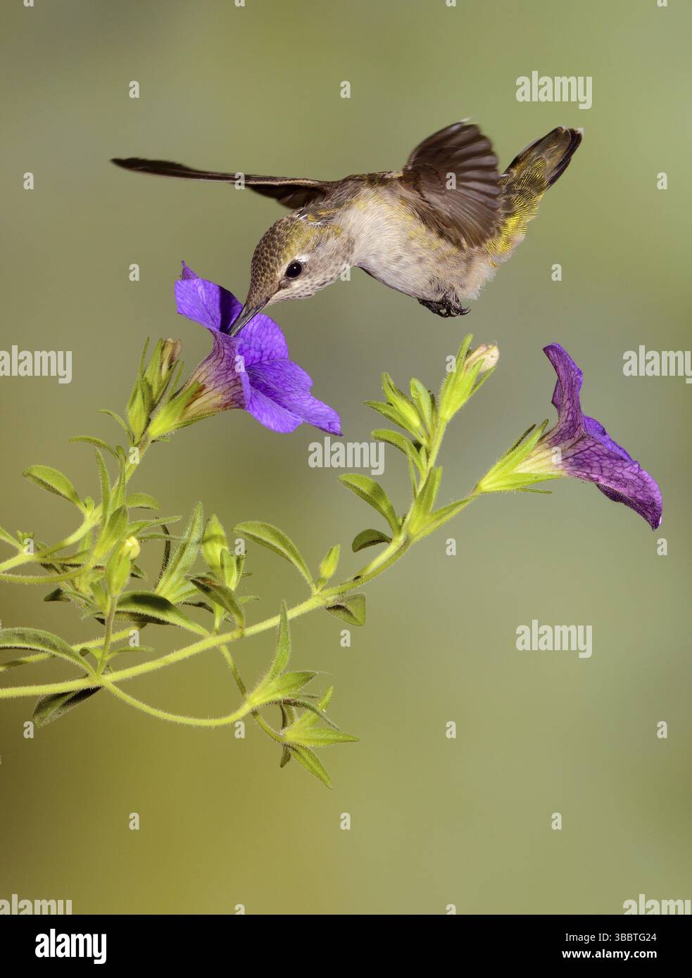 Anna's Hummingbird Female (Calypte anna) - Victoria BC, Canada, North ...