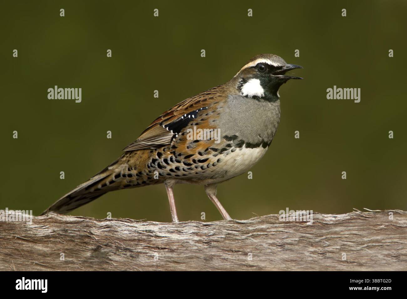 Spotted Quail-thrush (Cinclosoma punctatum) male singing, New South ...