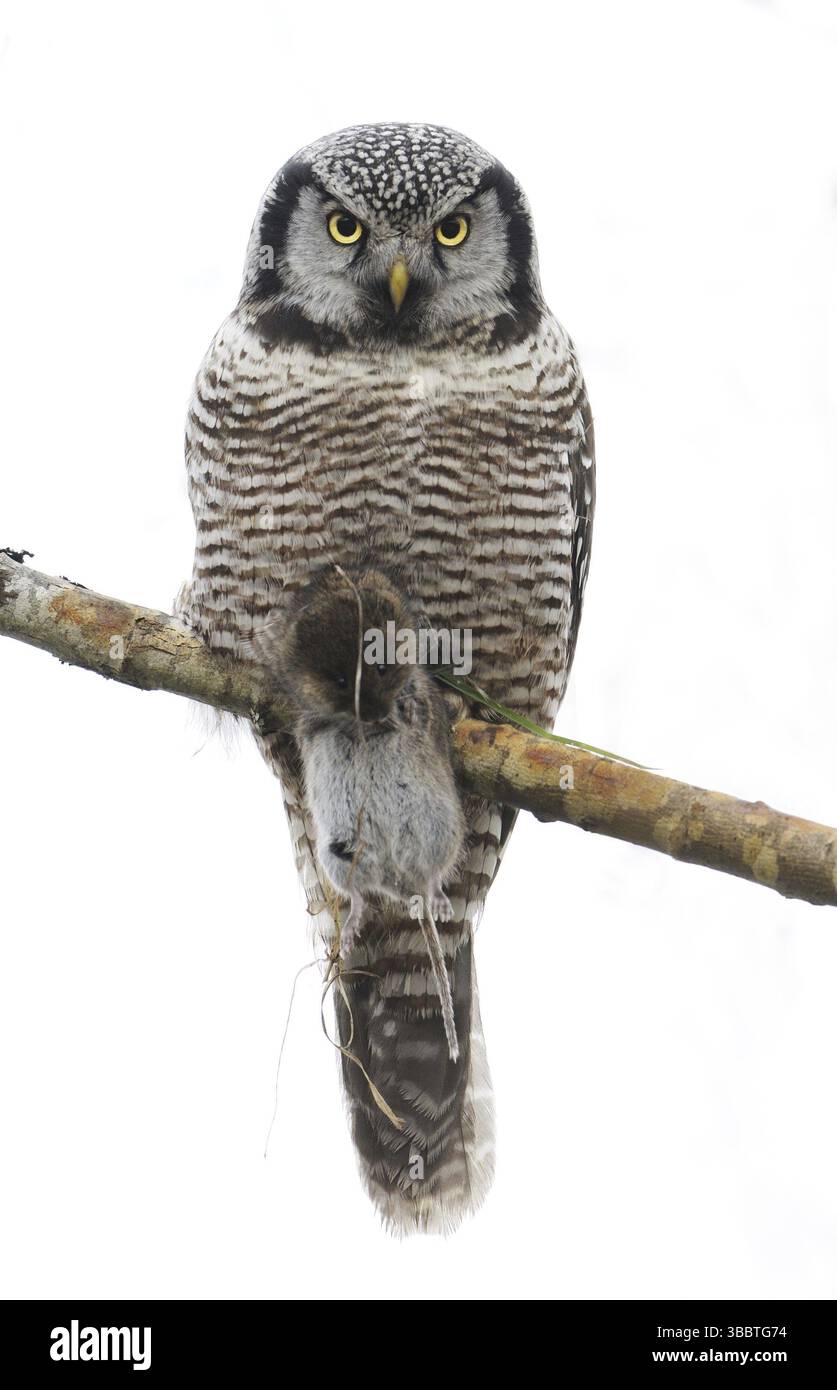 Northern british america Cut Out Stock Images & Pictures - Alamy