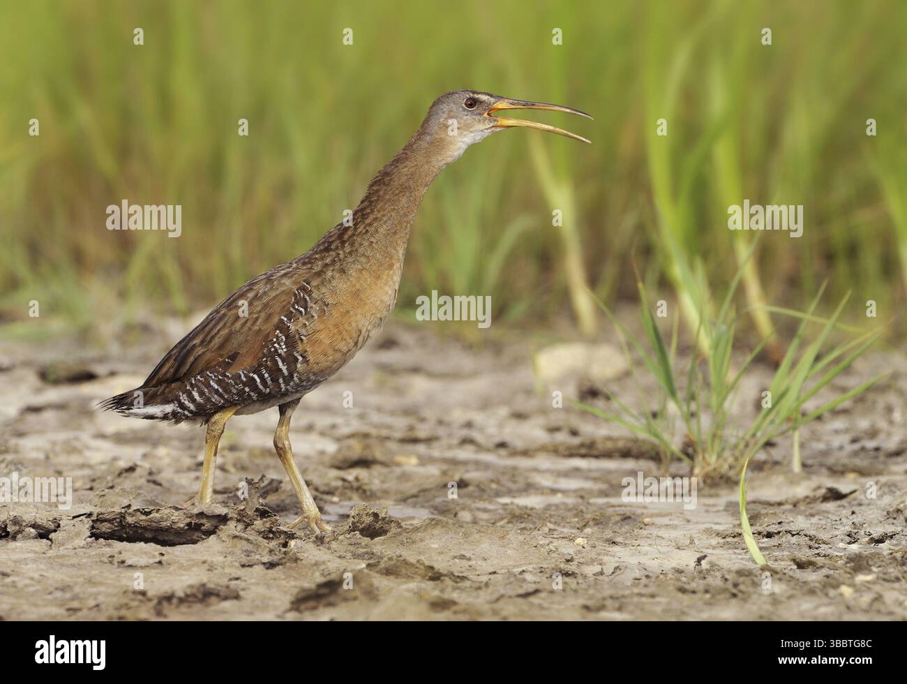 Clapper Rail (Rallus crepitans), Canada, North America Stock Photo - Alamy