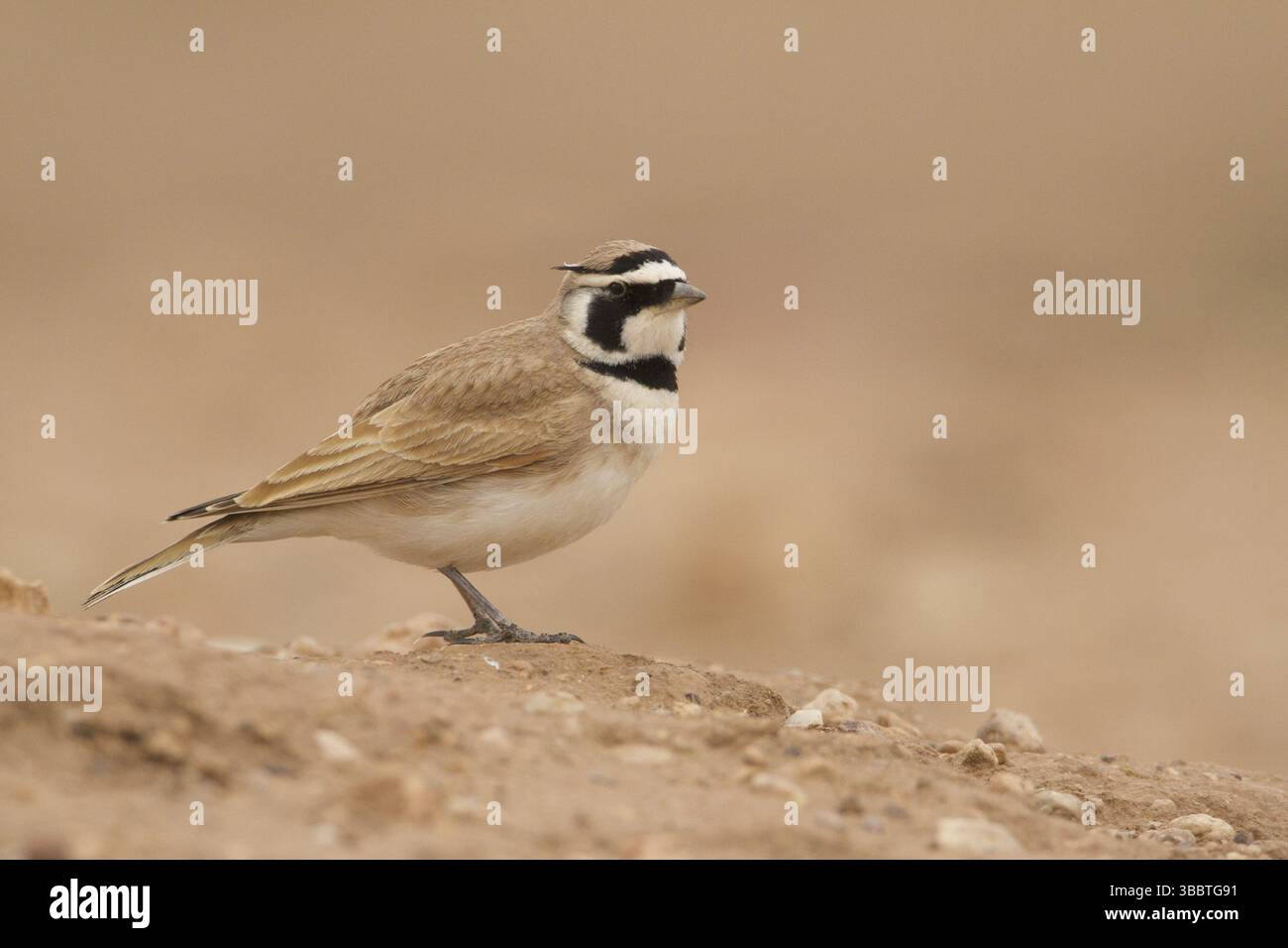 Temminck's Lark (Eremophila bilopha), Morocco, Africa Stock Photo - Alamy