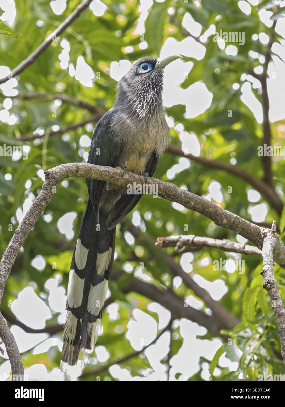 Blue-faced Malkoha (Phaenicophaeus viridirostris), Sri Lanka, Asia ...
