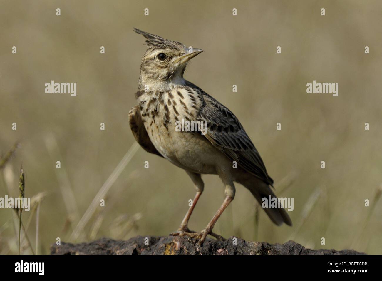 Malabar Lark (Galerida malabarica), Goa, India, Asia Stock Photo - Alamy