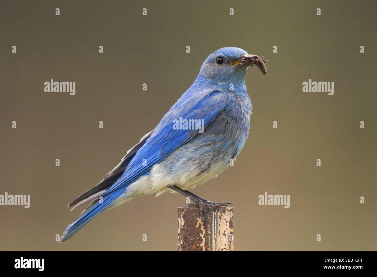 Adult male Mountain Bluebird (Sialia currucoides) bringing food to ...