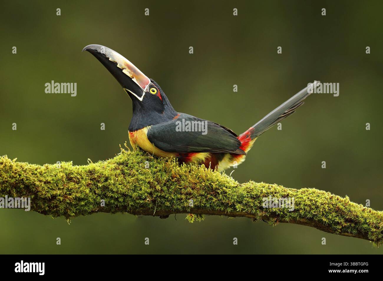 Green aracari sitting on hi-res stock photography and images - Alamy