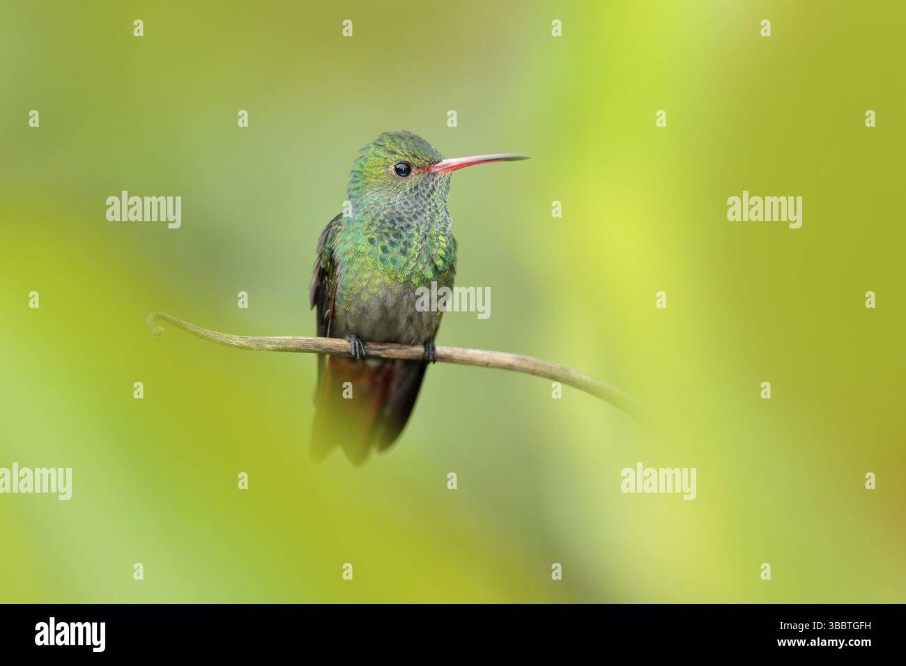 Bird with red bill, America. Rufous-tailed Hummingbird, Amazilia tzacat ...