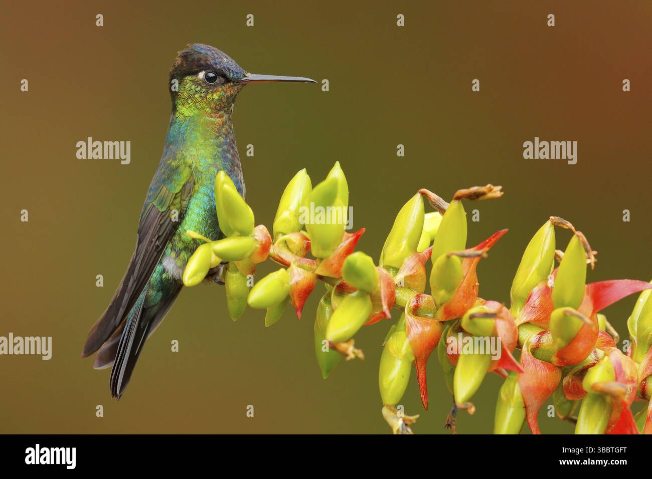 Hummingbird with red green flower. Fiery-throated Hummingbird, flying ...