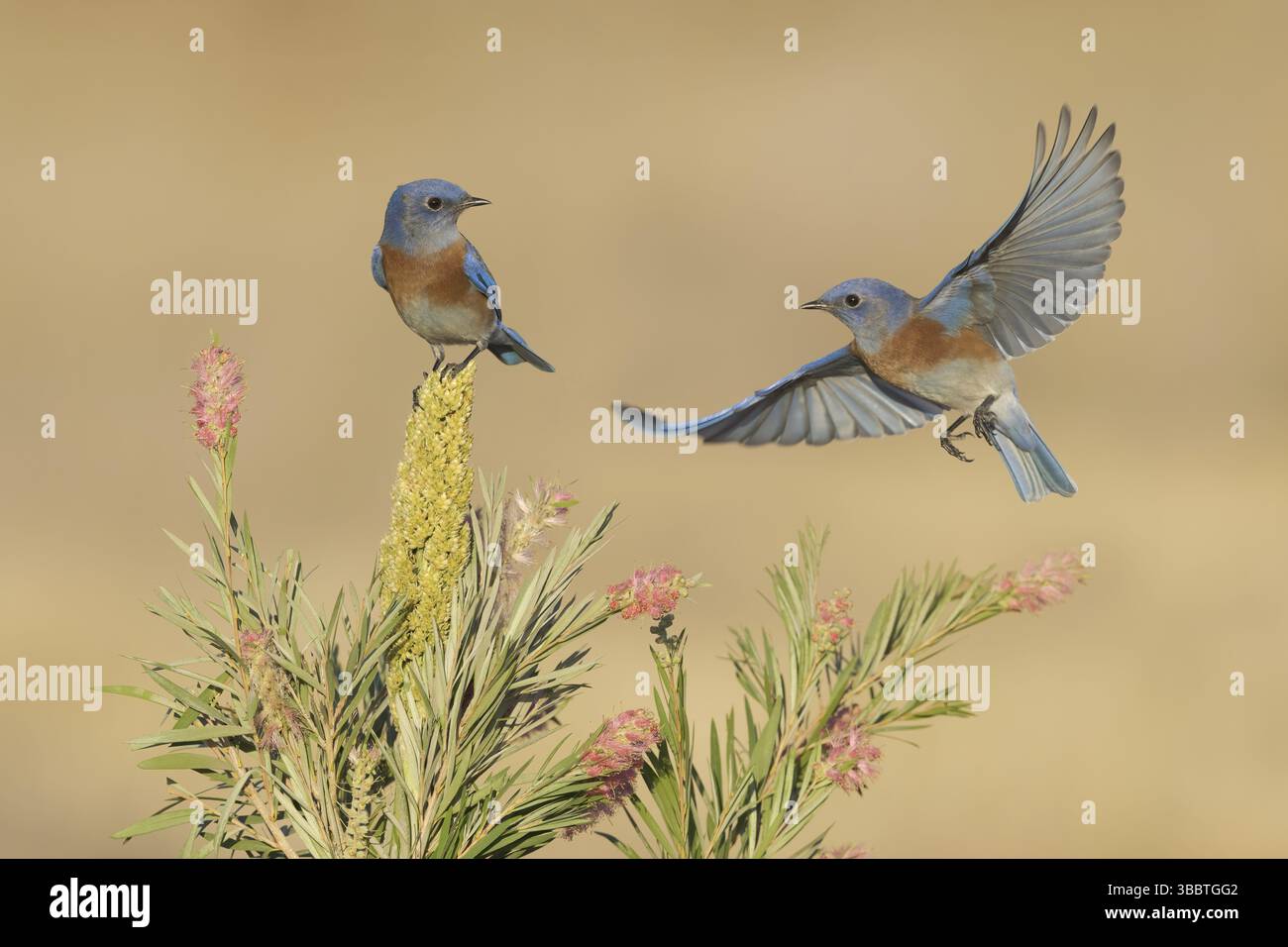 Western Bluebird (Sialia mexicana) flying, California, USA, North ...
