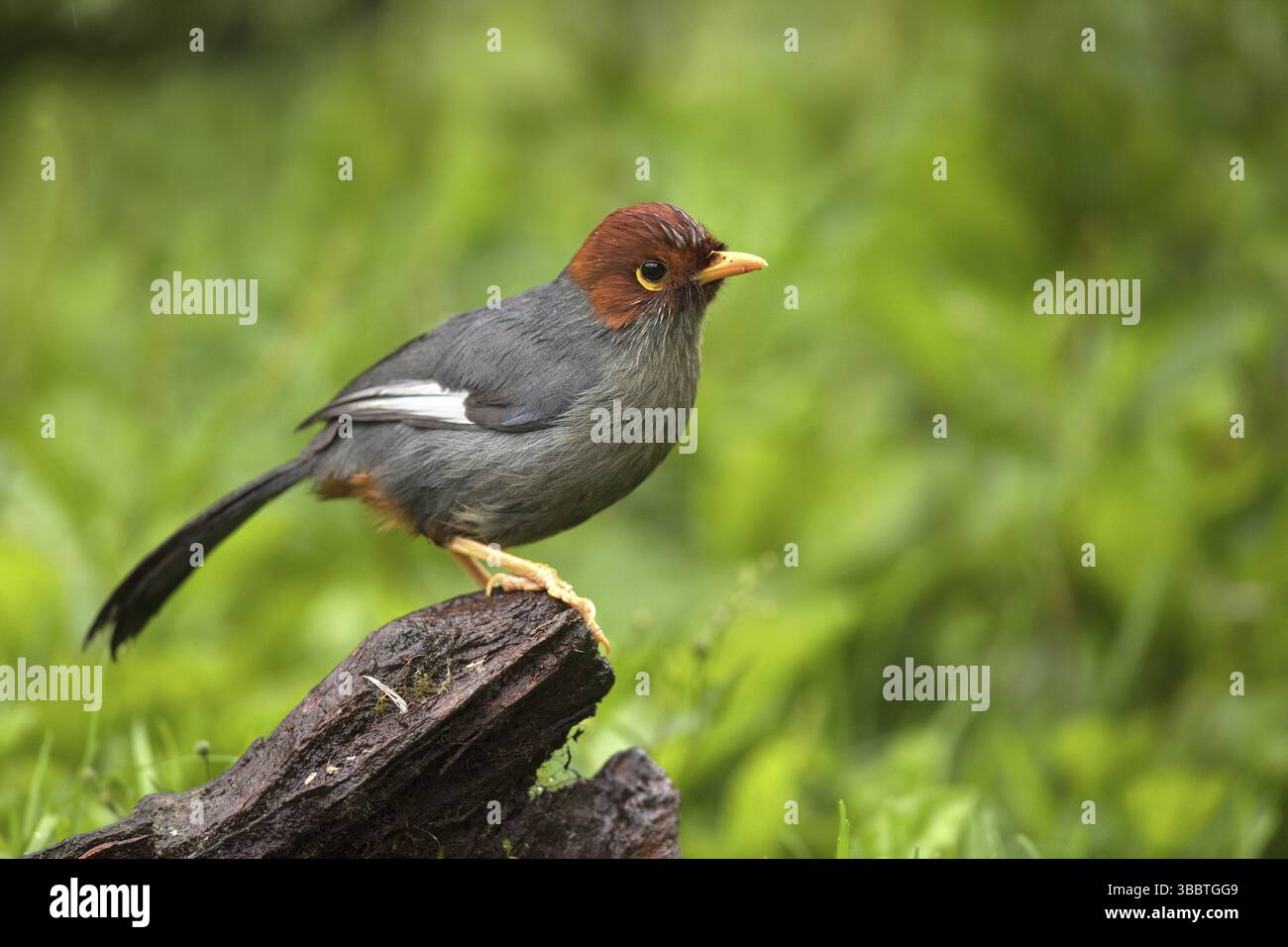 Chestnut-hooded Laughingthrush (Garrulax treacheri) perched on a log ...