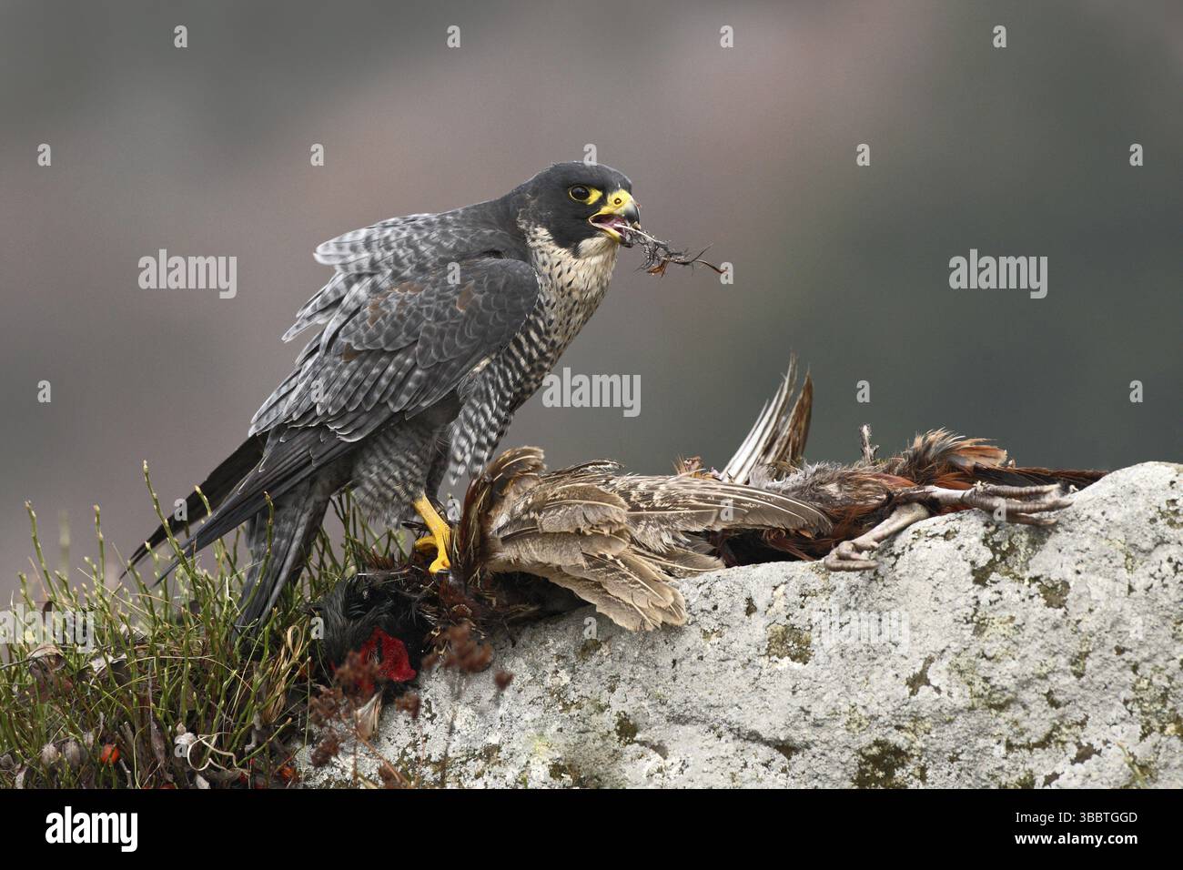 Bird of prey Peregrine Falcon (Falco peregrinus) with kill Common ...