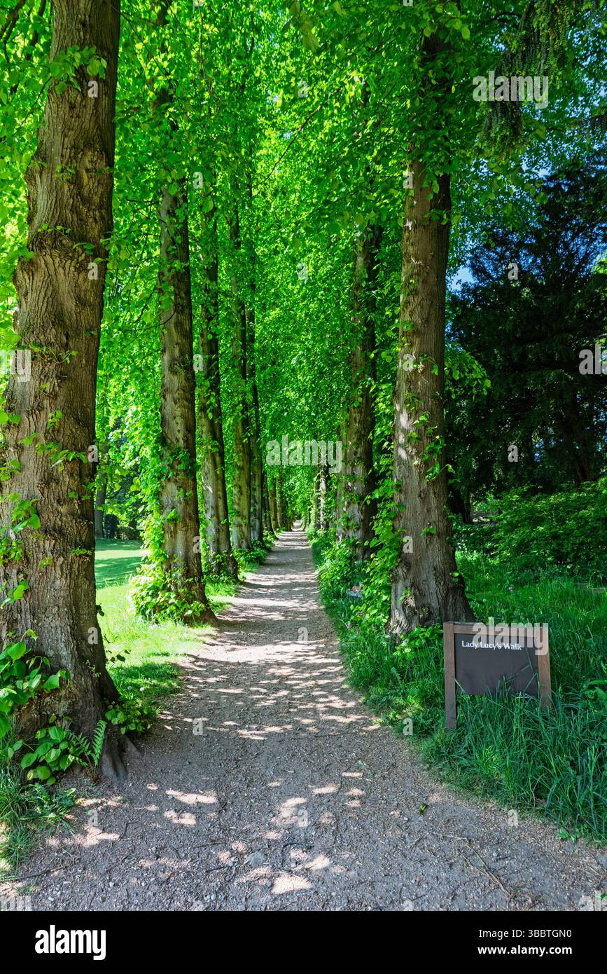 Lady Lucy’s Walk Amongs The Trees Stock Photo - Alamy