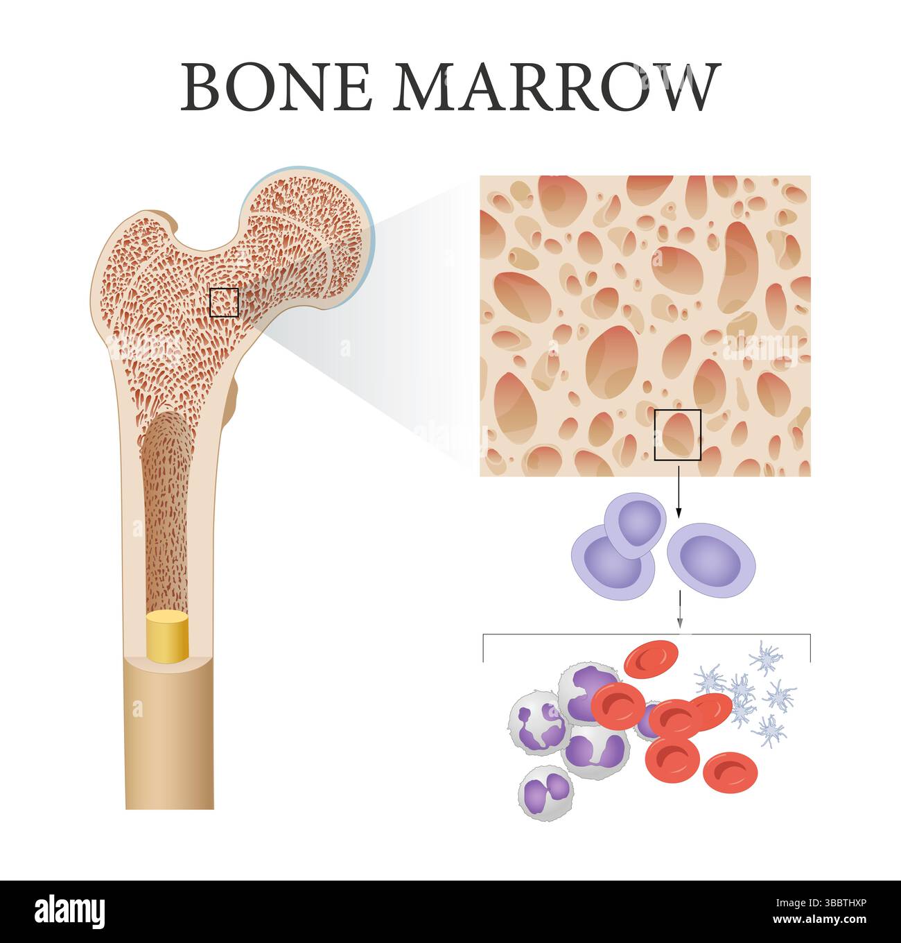 The bone marrow and blood formation Stock Photo - Alamy
