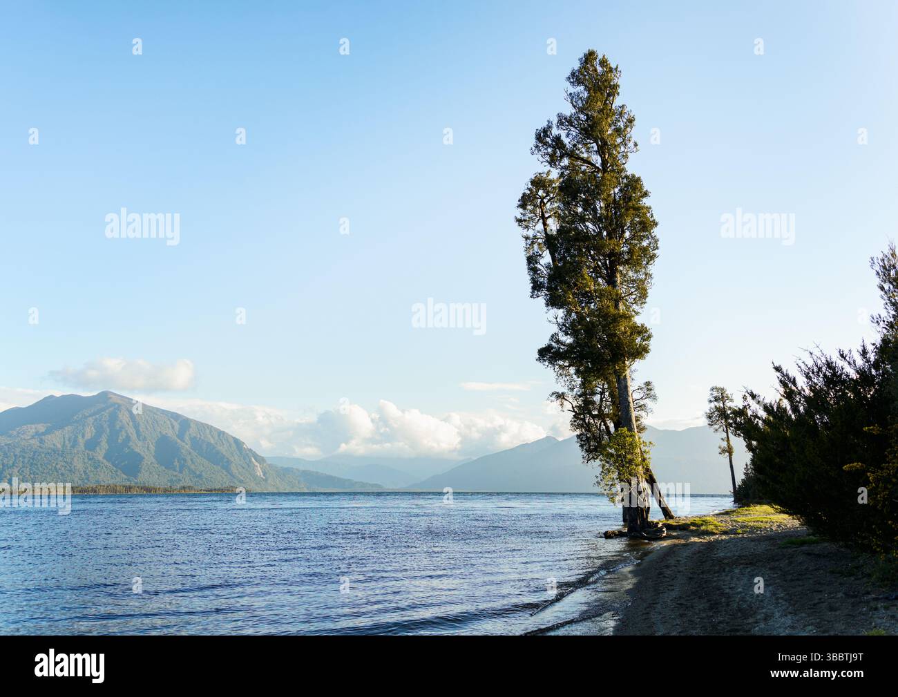 Kahikatea trees (Dacrycarpus dacrydioides) in the shallows of Lake ...