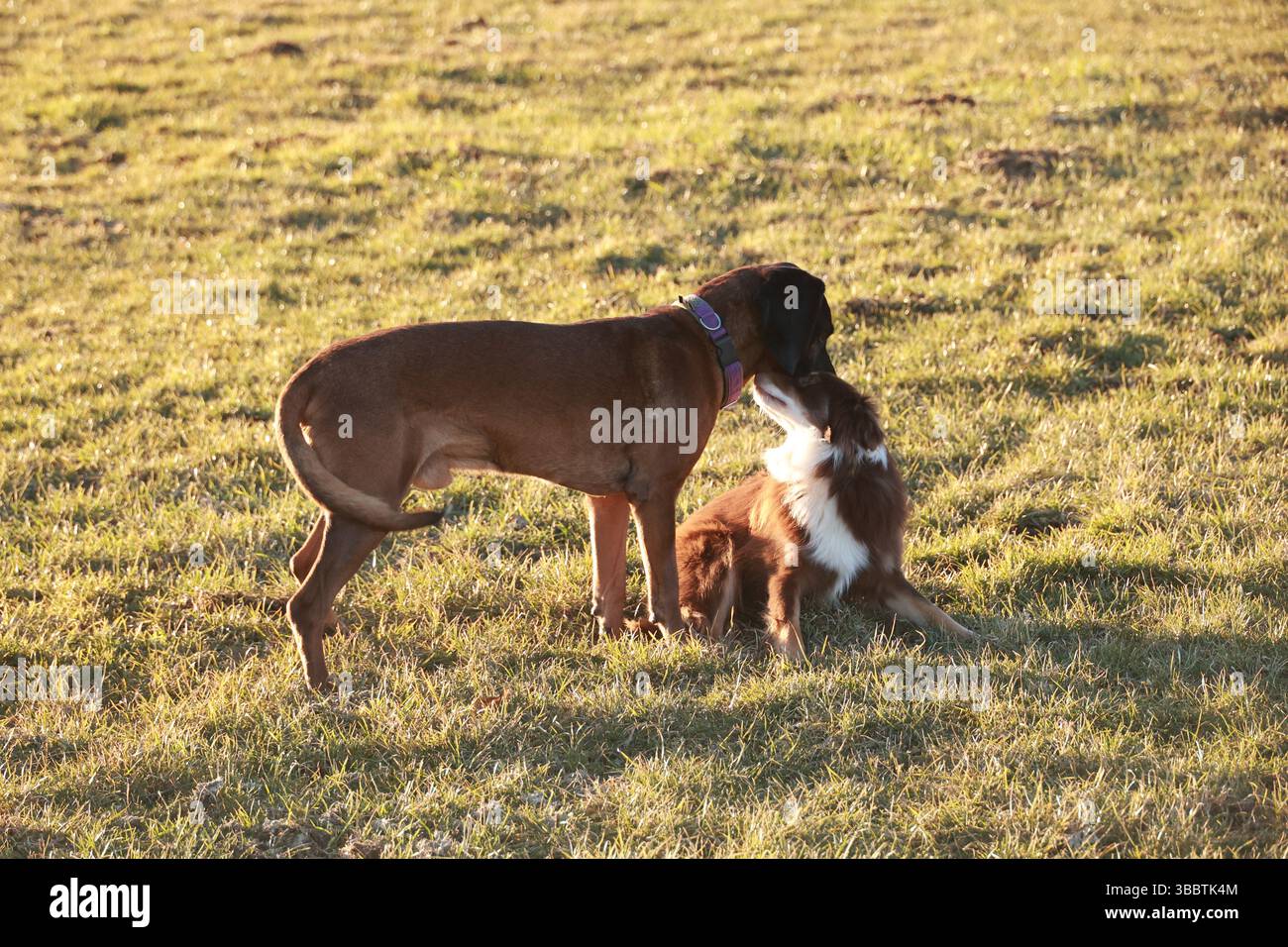 Two dogs are playing in a grassy field Stock Photo - Alamy