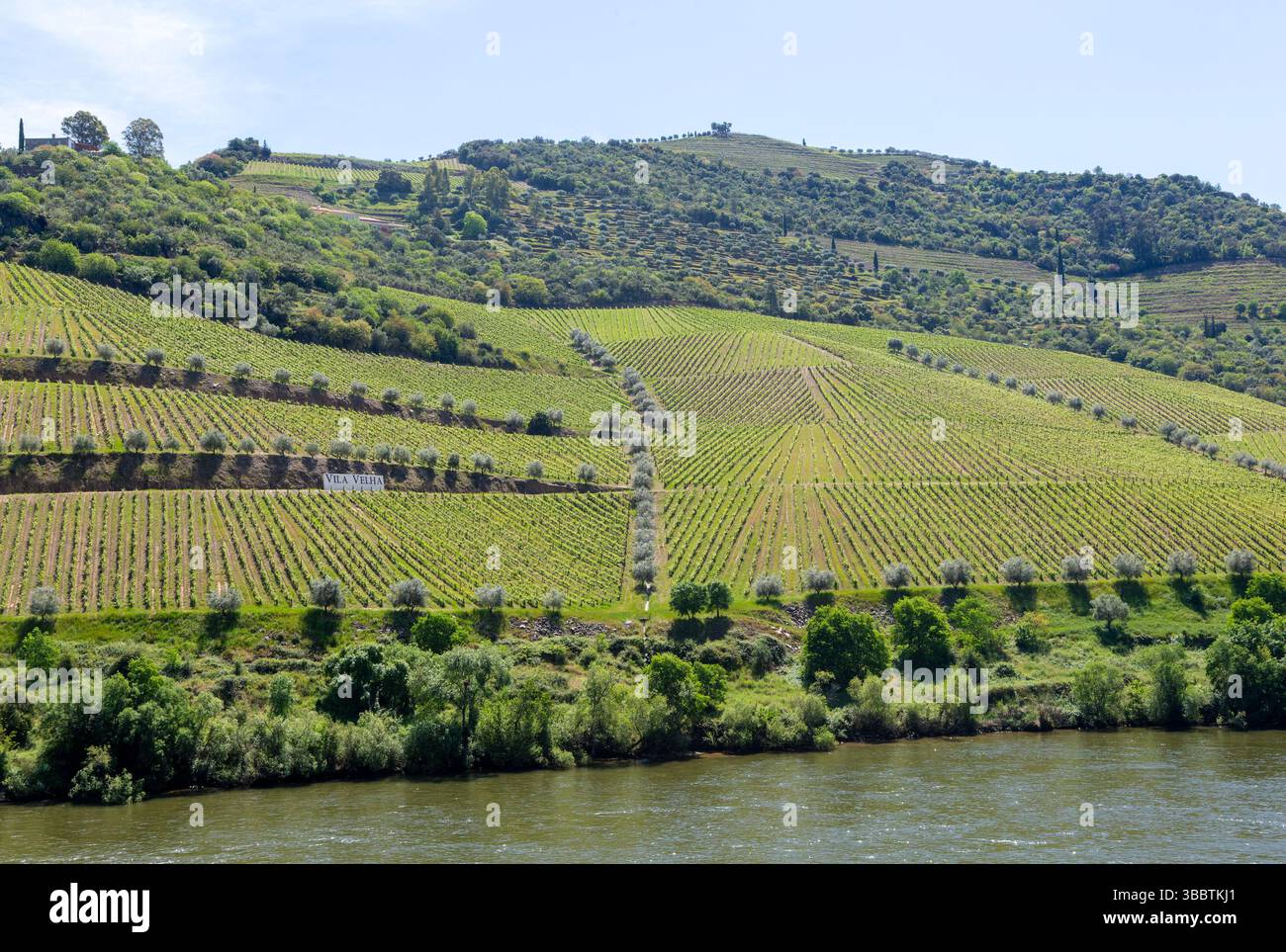 Grapevines growing down slope hi-res stock photography and images - Alamy