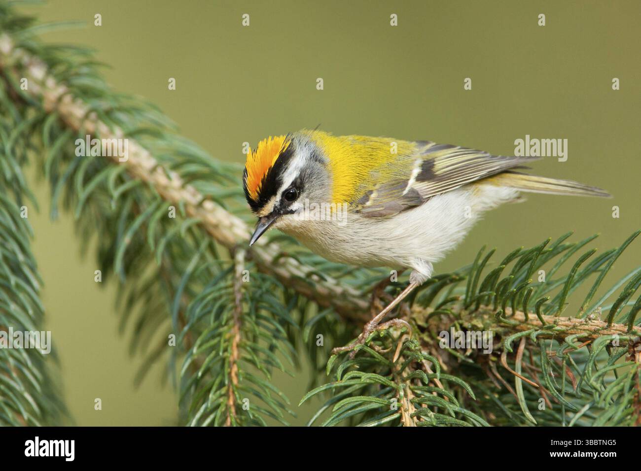 Common Firecrest (Regulus ignicapilla), Baden-Wuerttemberg, Germany ...