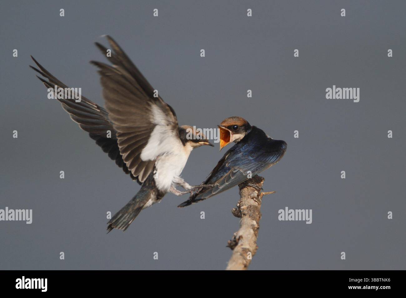 Wire-tailed Swallow (Hirundo smithii), Lake Baringo, Kenya, Africa ...