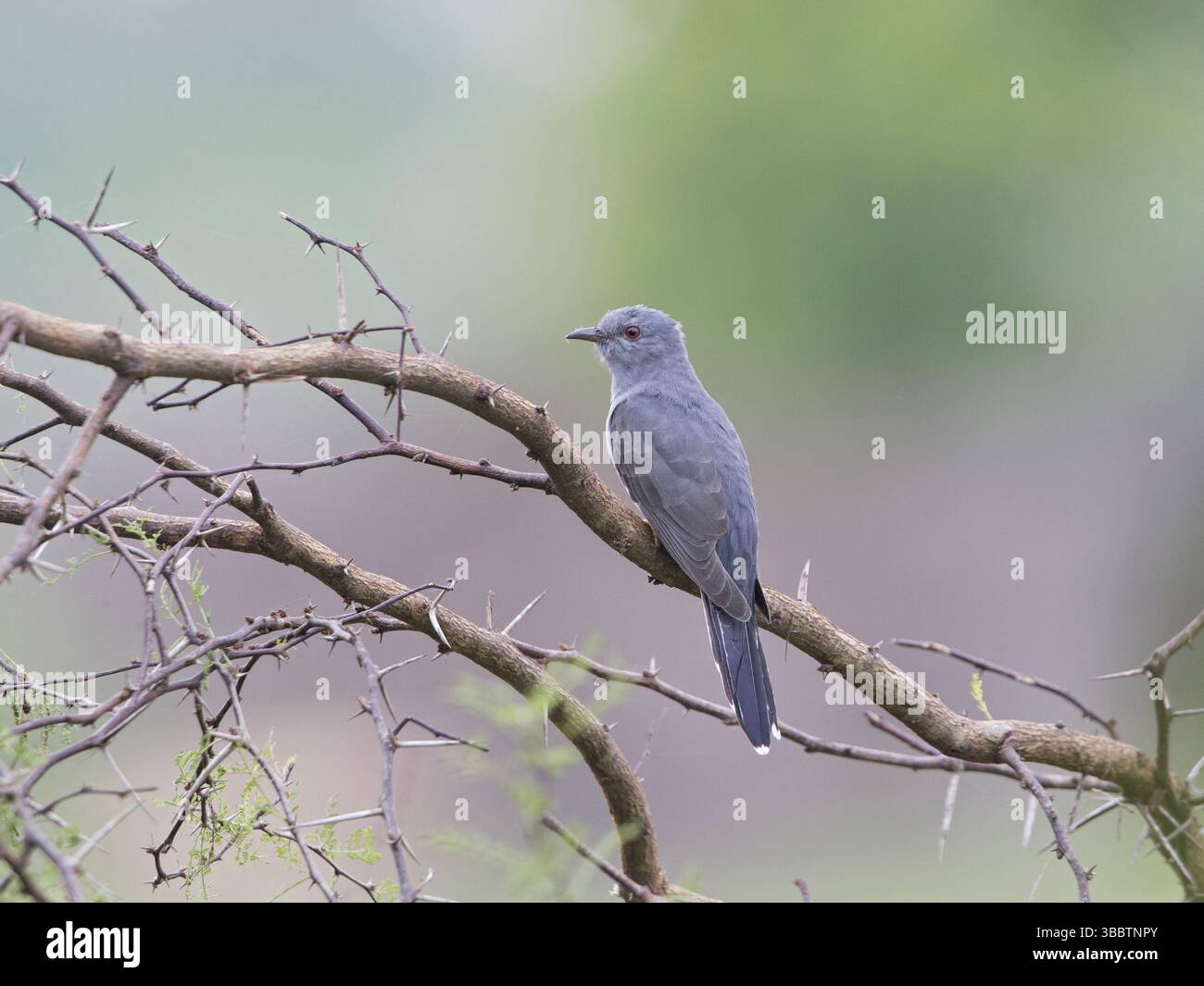 Grey-bellied Cuckoo (Cacomantis passerinus) male, Sri Lanka, Asia Stock ...
