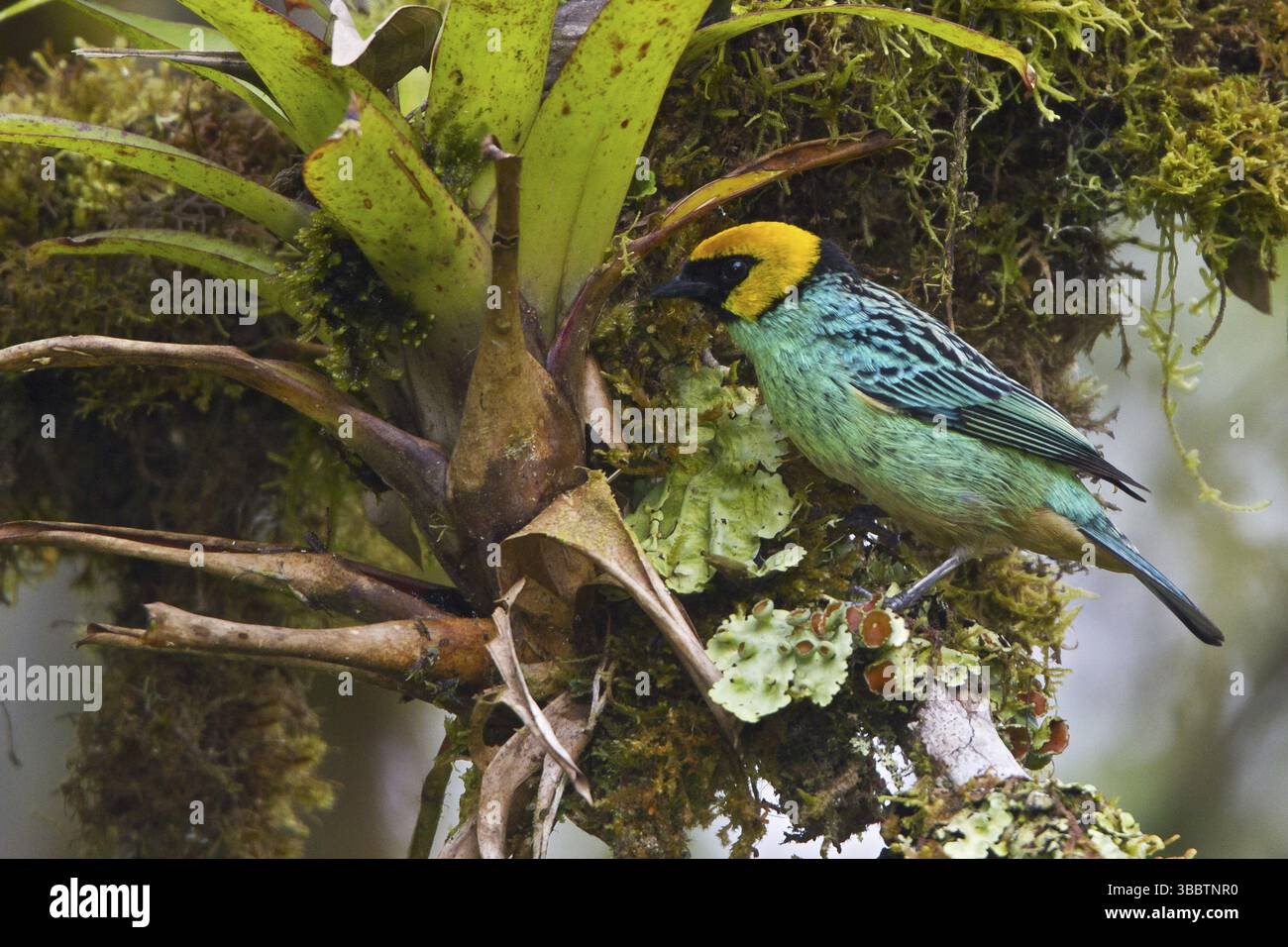 Saffron-crowned Tanager (Tangara xanthocephala), Ecuador, South America ...