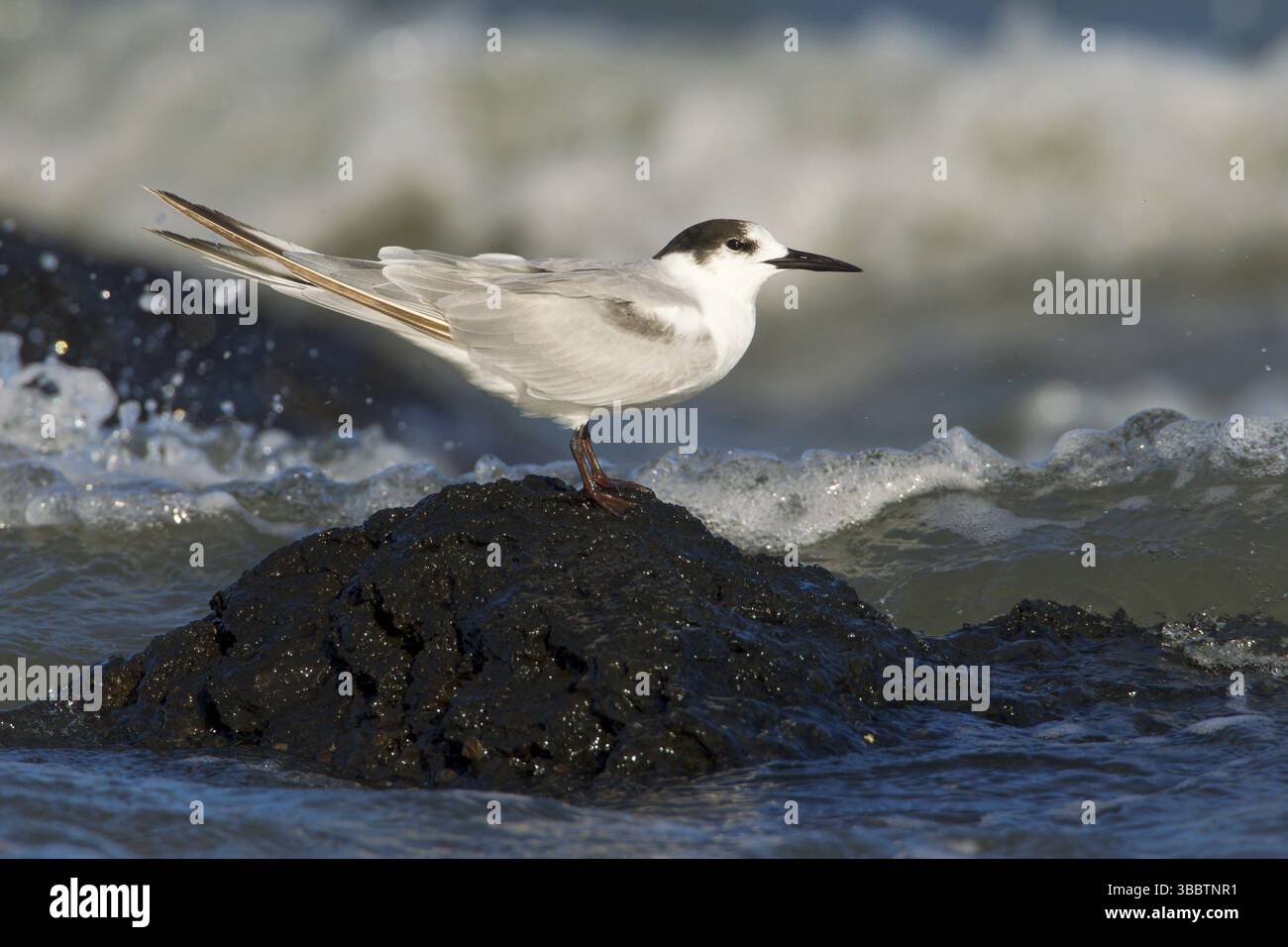 Common Tern-longipennis (Sterna hirundo longipennis), Victoria ...