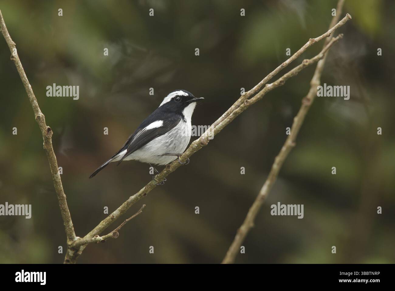 Little Pied Flycatcher (Ficedula westermanni) male, Fraser's Hill ...